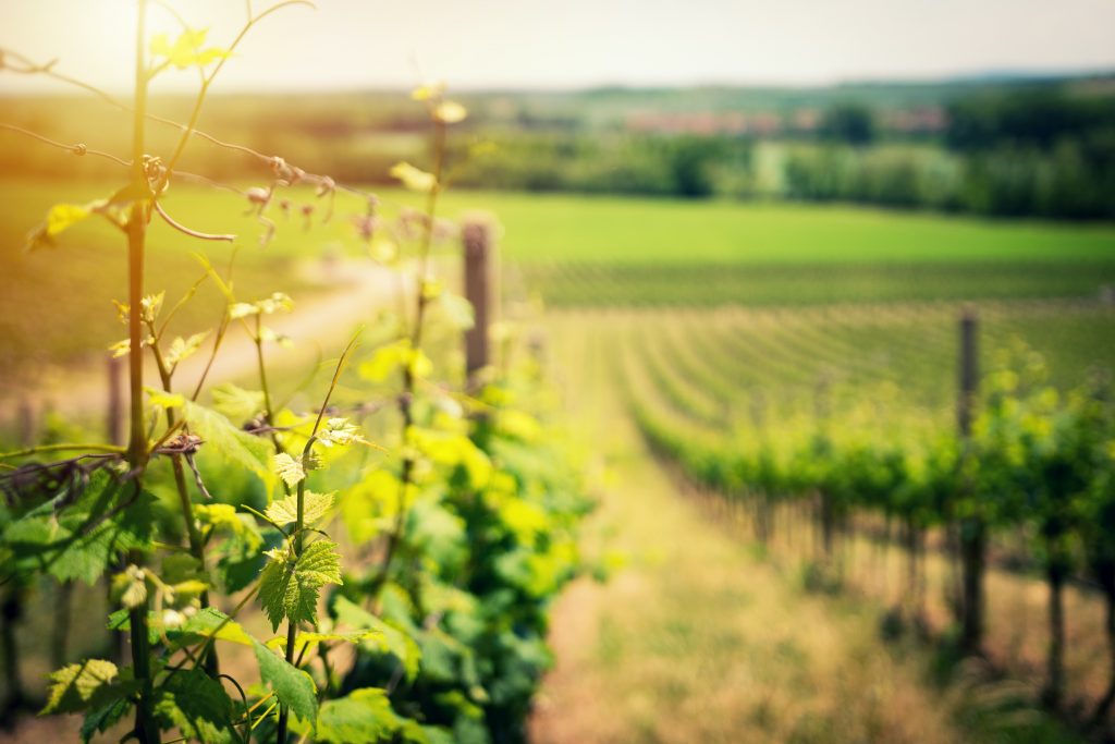 Vineyards In Yorkshire: Where To Find Them - The Yorkshireman