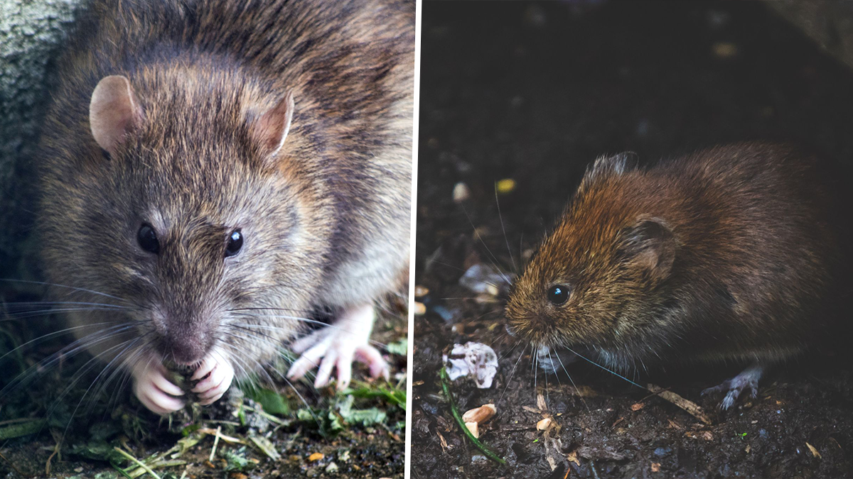 Two Yorkshire Cities Rank In The Top 10 Most Rat-Infested Cities in the ...