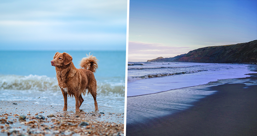10 Perfect Dog Walking Beaches In Yorkshire For You To Enjoy - The ...