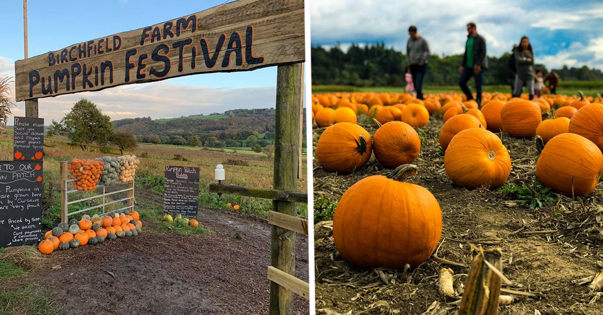 9 Of The Best Places For Pumpkin Picking In Yorkshire