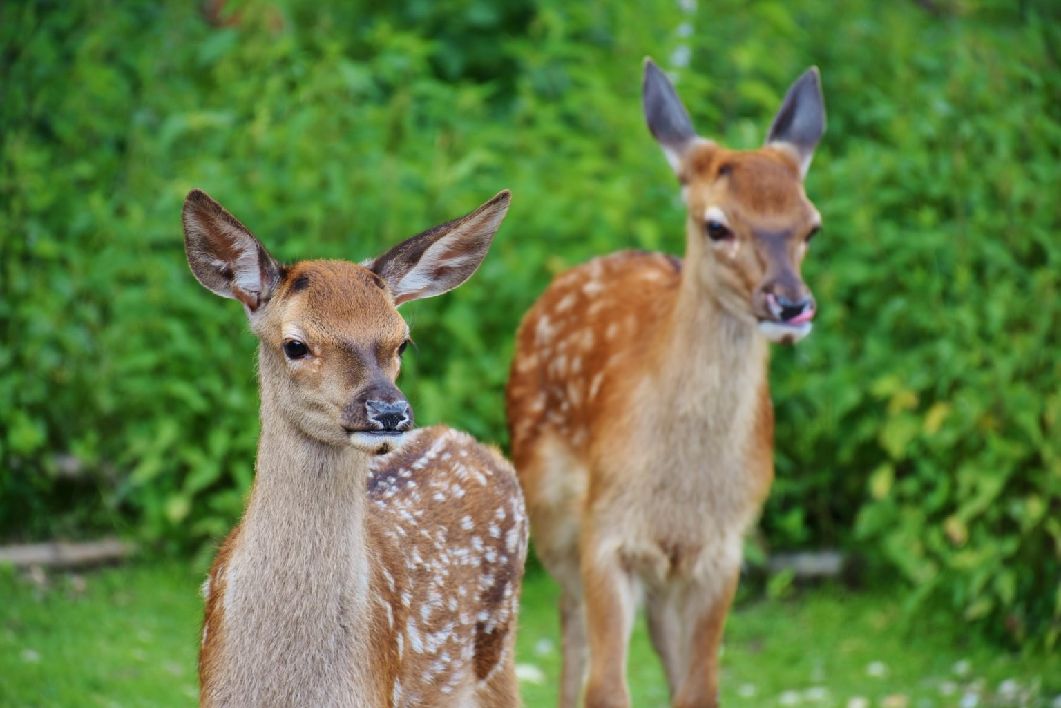 Where To See Deer In Yorkshire - The Yorkshireman
