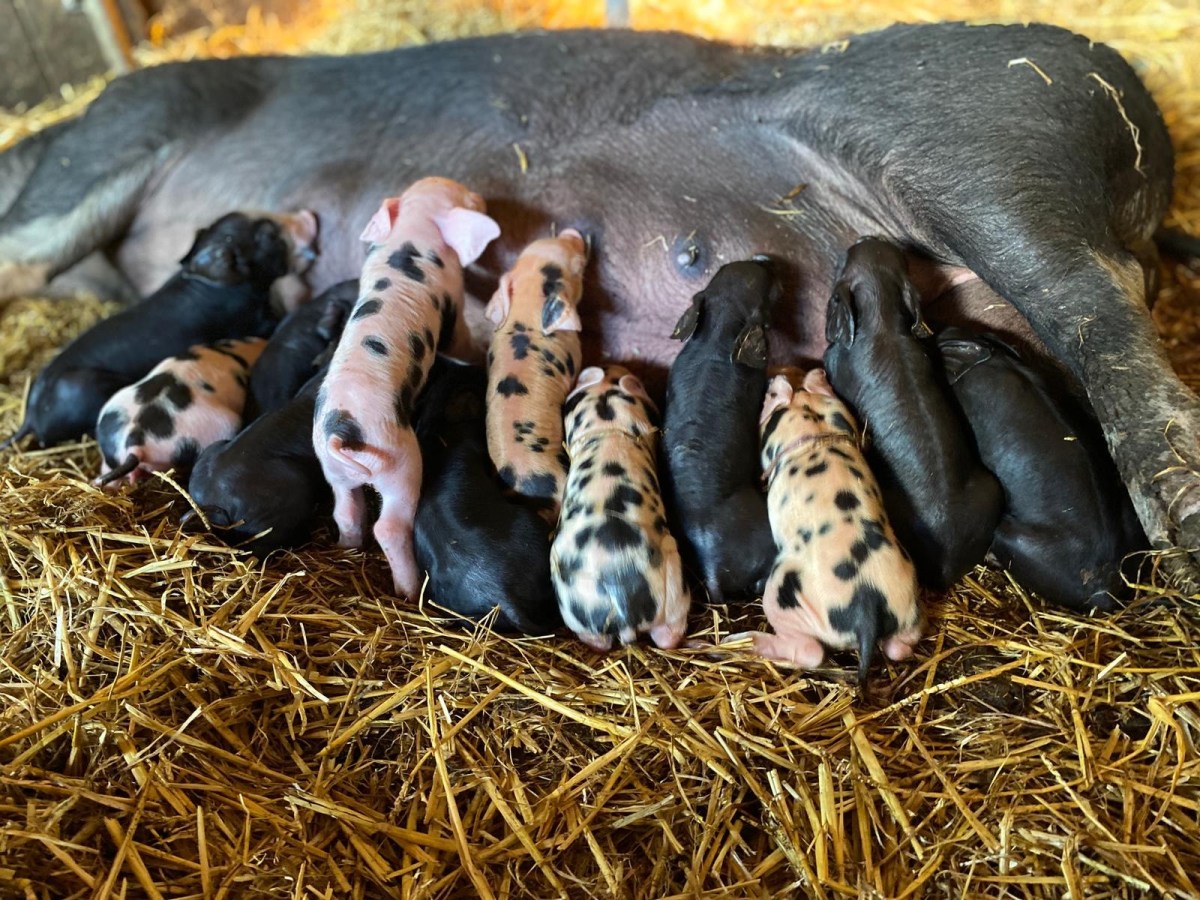 Piglets Adventure Farm: Best Kids Park In Yorkshire - The Yorkshireman