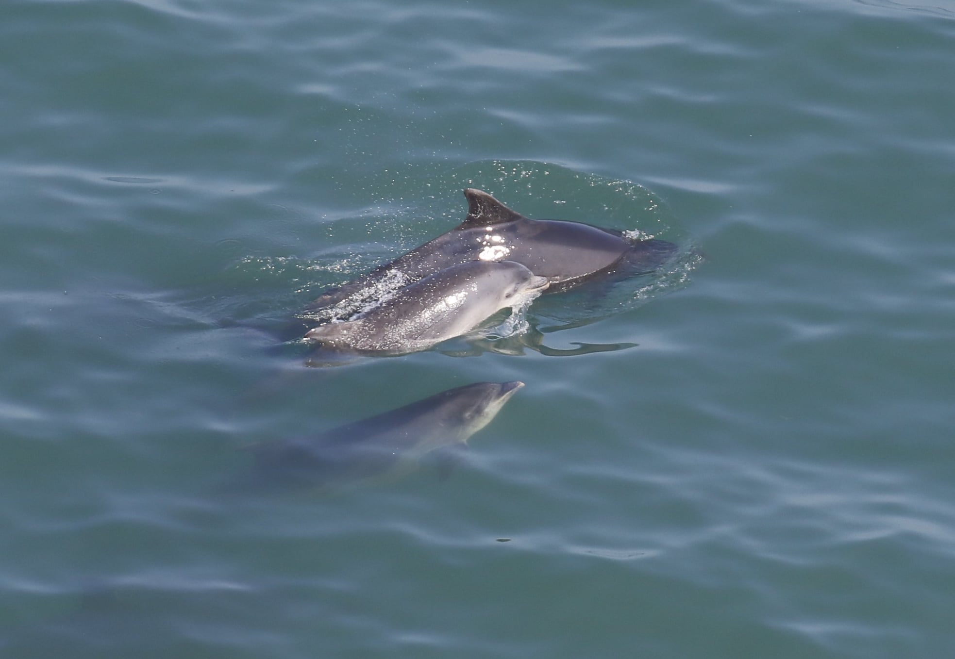 35 Dolphins Including A Calf Spotted Swimming Off Bempton Cliffs - The ...