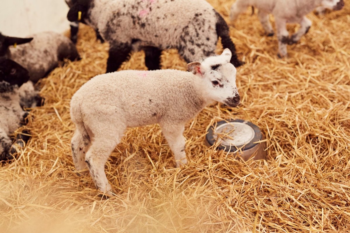 Piglets Adventure Farm: Best Kids Park In Yorkshire - The Yorkshireman