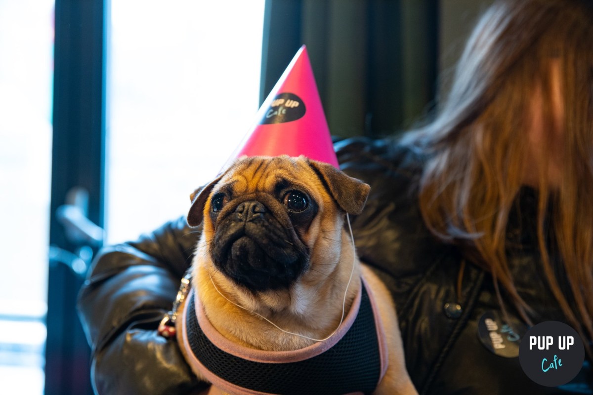 Pug & Frenchie Cafes Are Coming To Yorkshire And They Sound So Cute ...