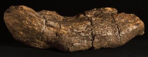 Largest Fossilised Human Faeces York: Jorvik Centre - The Yorkshireman