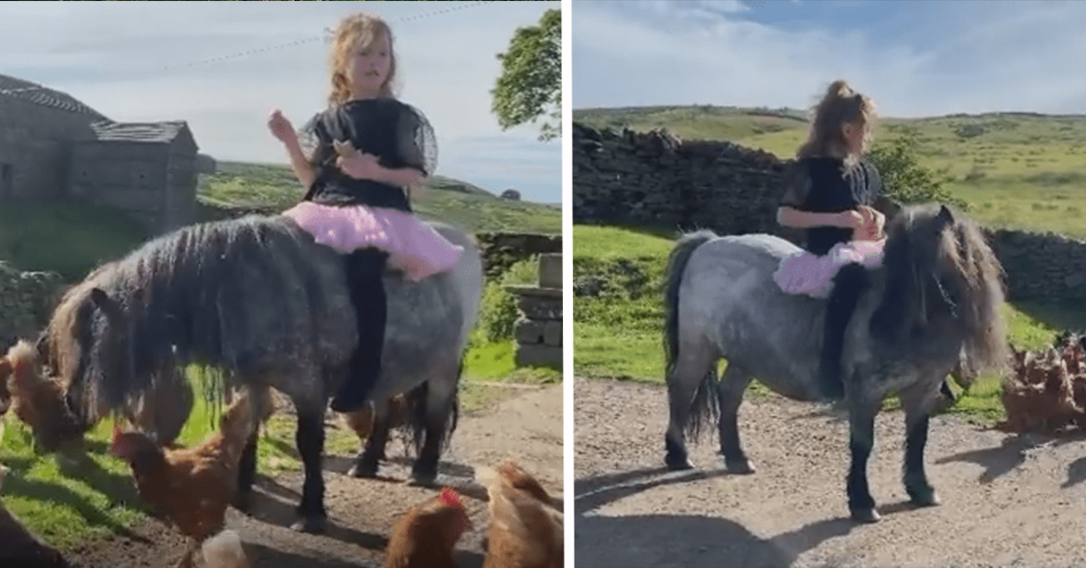Watch As 'Our Yorkshire Farm' Fan Favourites Nancy And Tony The Pony ...