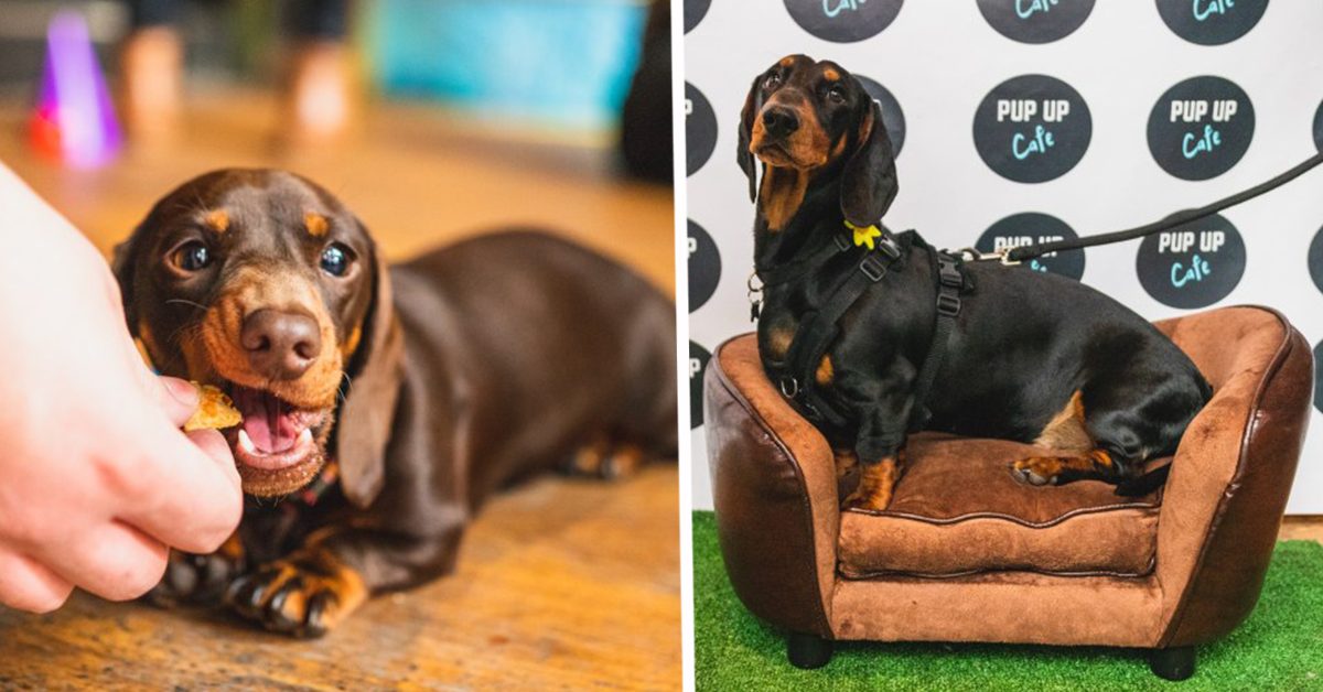 Sheffield Pup Up Cafe: Too Cute - The Yorkshireman