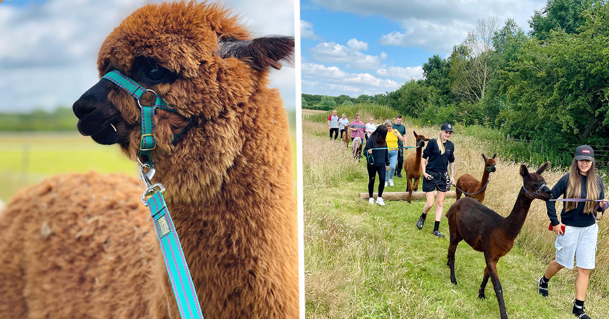 Ings Park Alpacas: The Perfect Family Day Out - The Yorkshireman