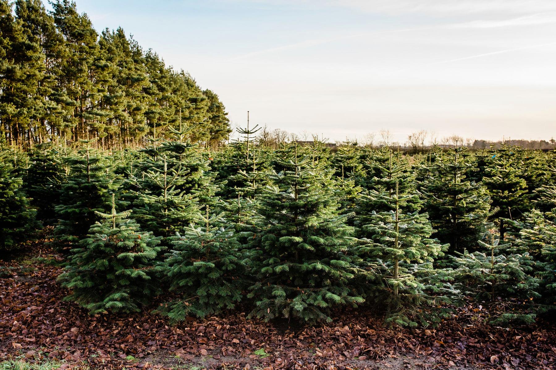 11 PYO Real Christmas Trees In Yorkshire 2024 - The Yorkshireman