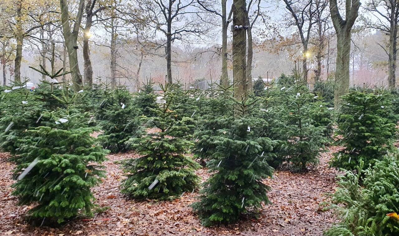 11 PYO Real Christmas Trees In Yorkshire 2024 - The Yorkshireman