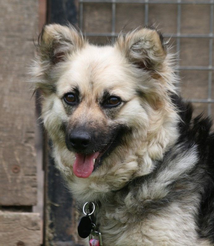 This Yorkshire Rescue Dog Has Been In A Shelter For 143 Days With No ...