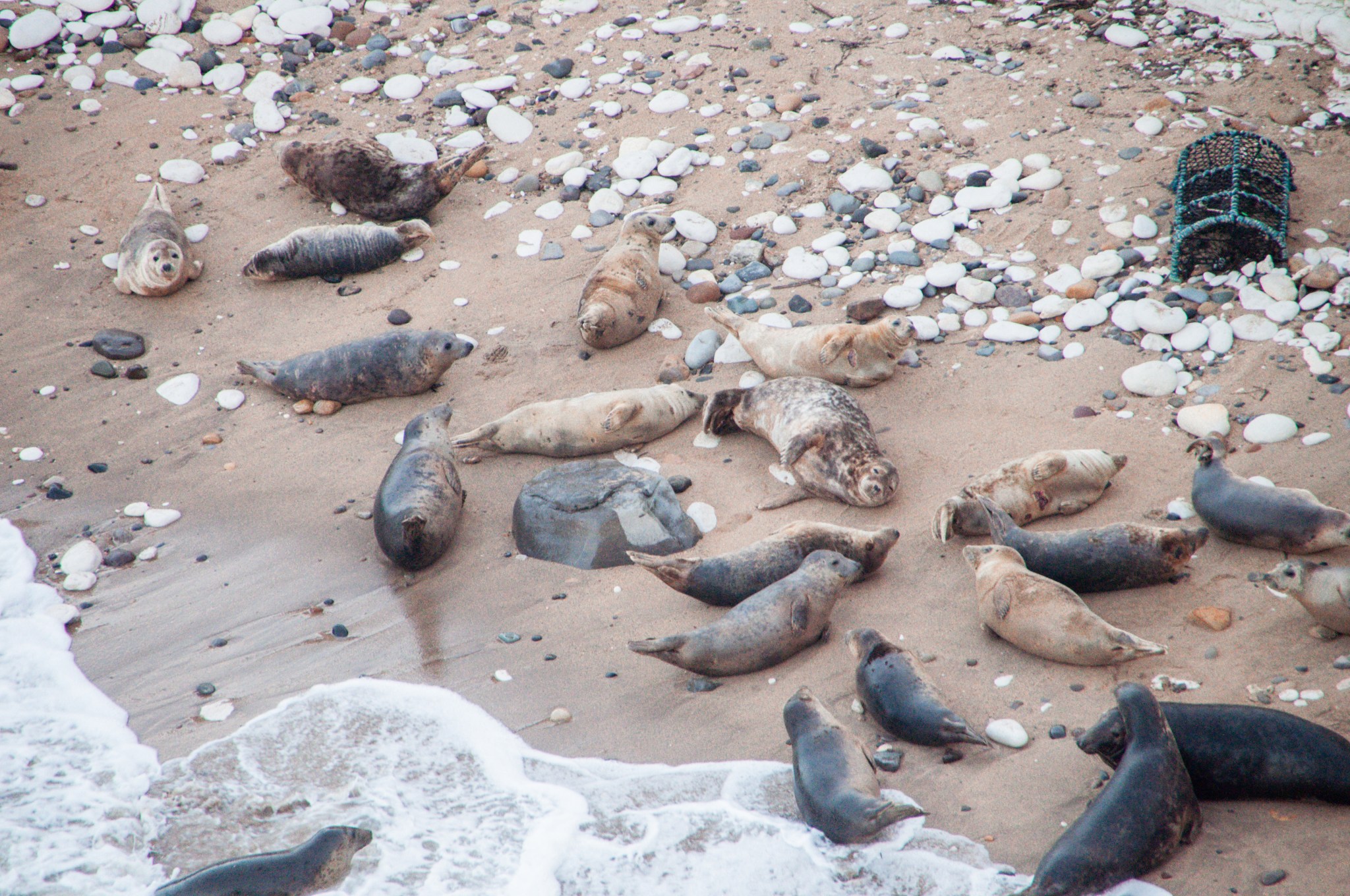 A Huge Colony Of Seals Was Spotted Chilling At Flamborough This Weekend ...