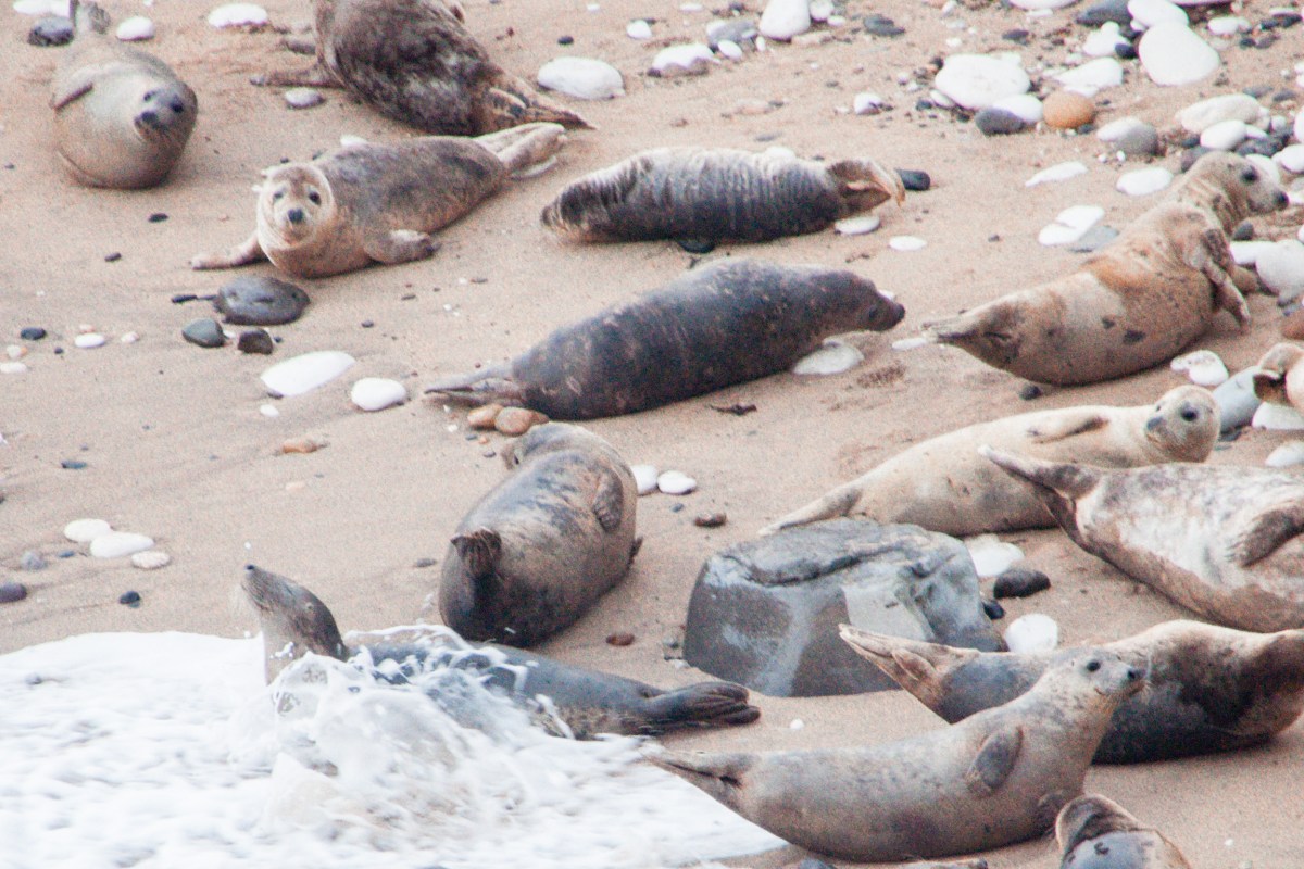 A Huge Colony Of Seals Was Spotted Chilling At Flamborough This Weekend ...