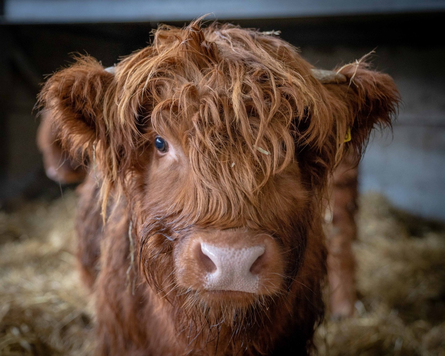 Cannon Hall Farm: What To Expect - The Yorkshireman