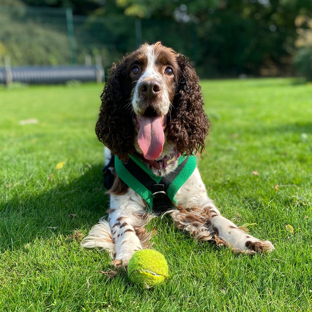 Channel 4 The Dog House: Apply Here - The Yorkshireman