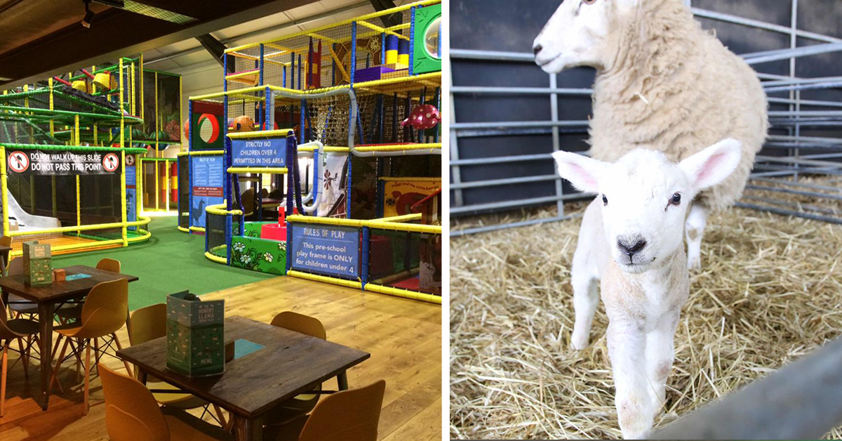 This Famous Yorkshire Farm With Cute Newborn Lambs Is The Perfect Place ...