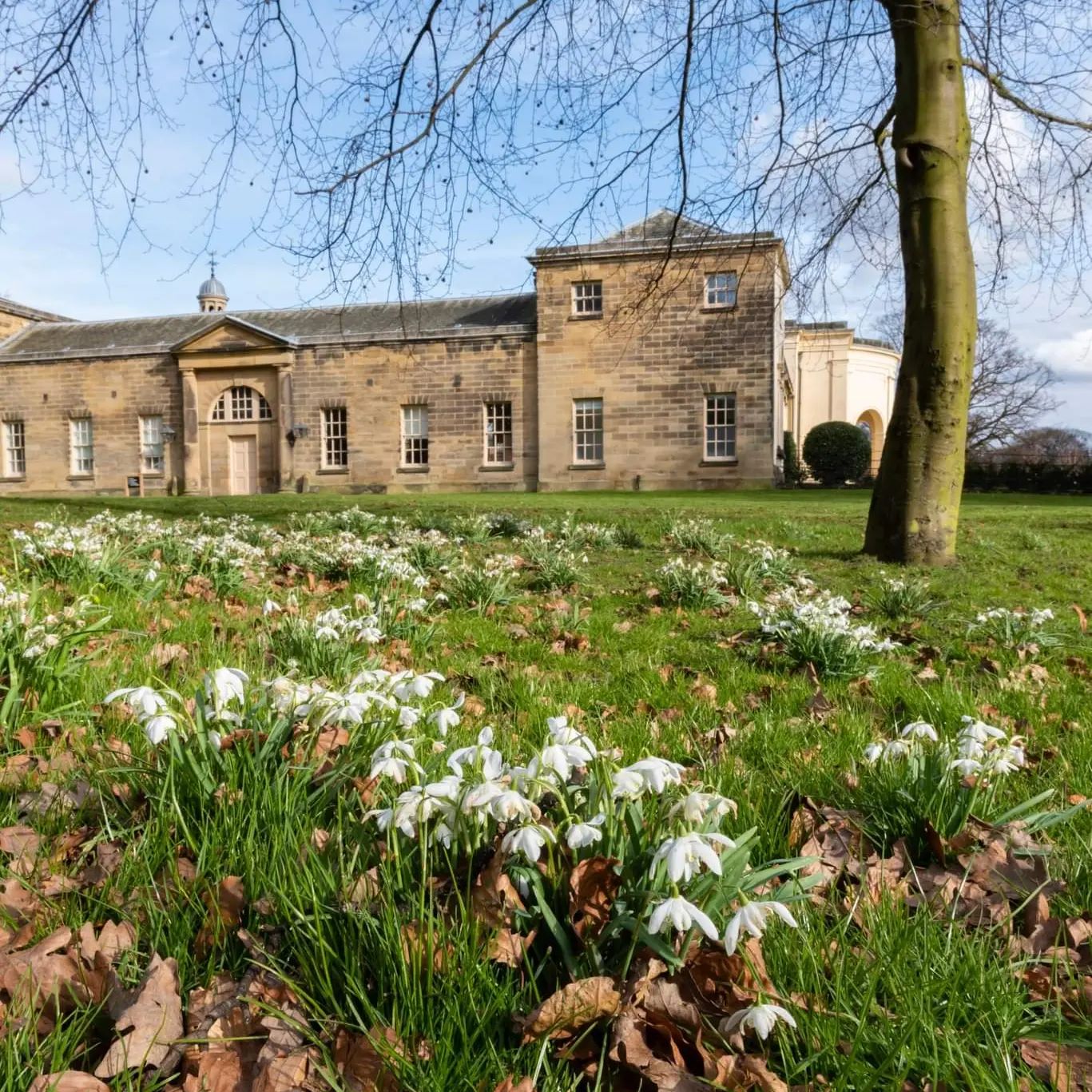 10 Incredible Snowdrop Walks in Yorkshire You Need To Try