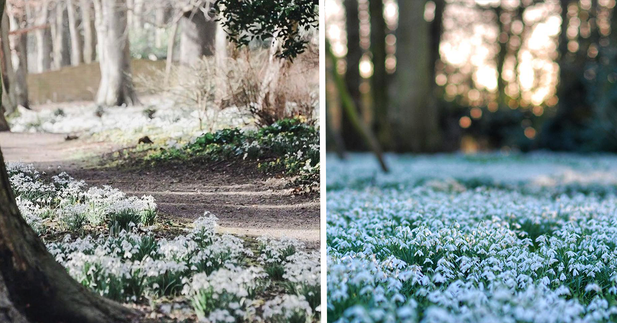 10 Incredible Snowdrop Walks in Yorkshire You Need To Try