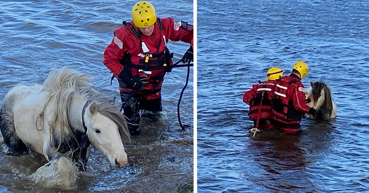 Three Ponies Found Stranded In Flooded Field In Yorkshire Saved By Fire ...