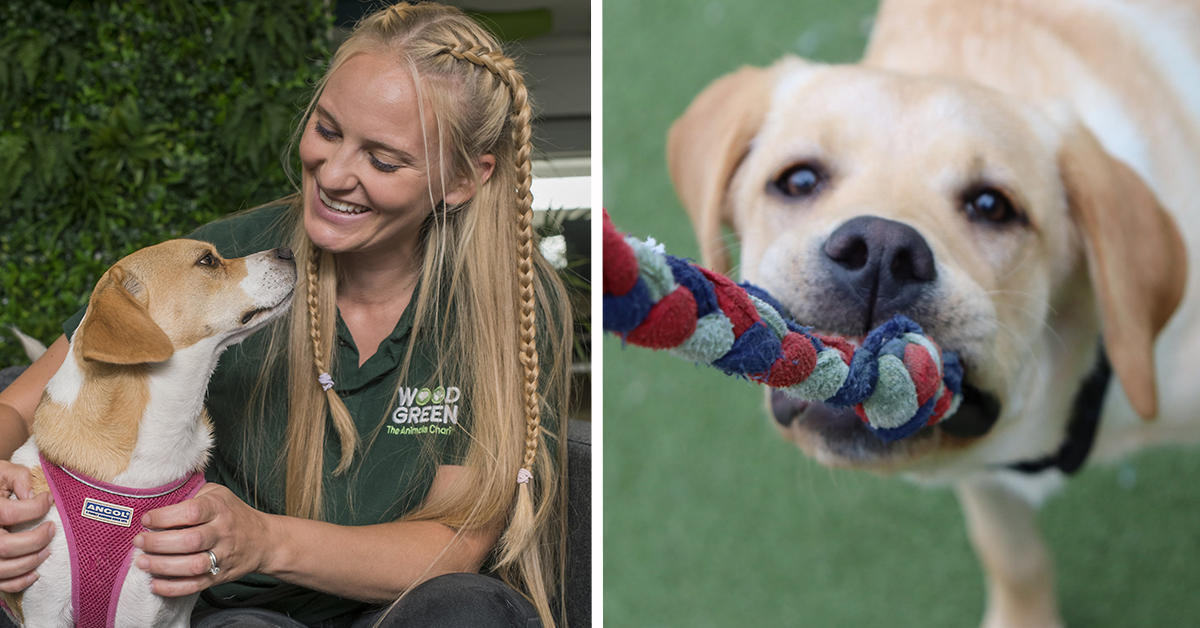 Channel 4 The Dog House: Apply Here - The Yorkshireman