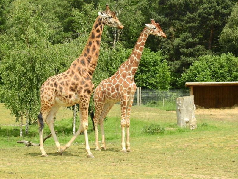 Hex Hotel Yorkshire Wildlife Park - The Yorkshireman