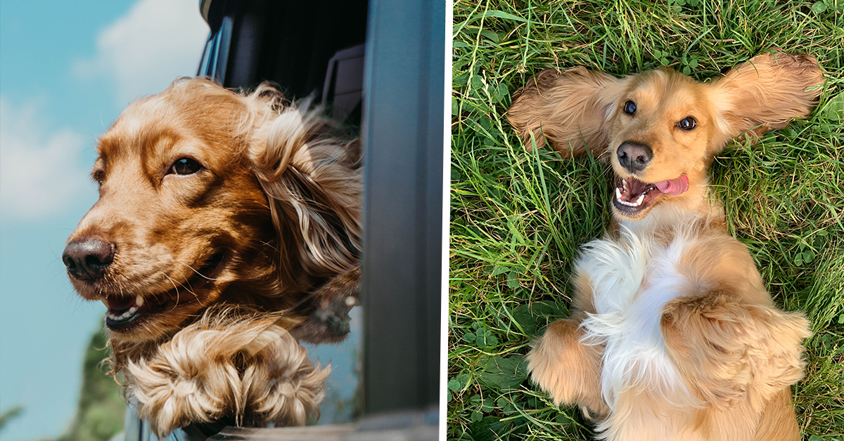 Channel 4 Is Looking For Badly Behaved Dogs For A New TV Series - The ...