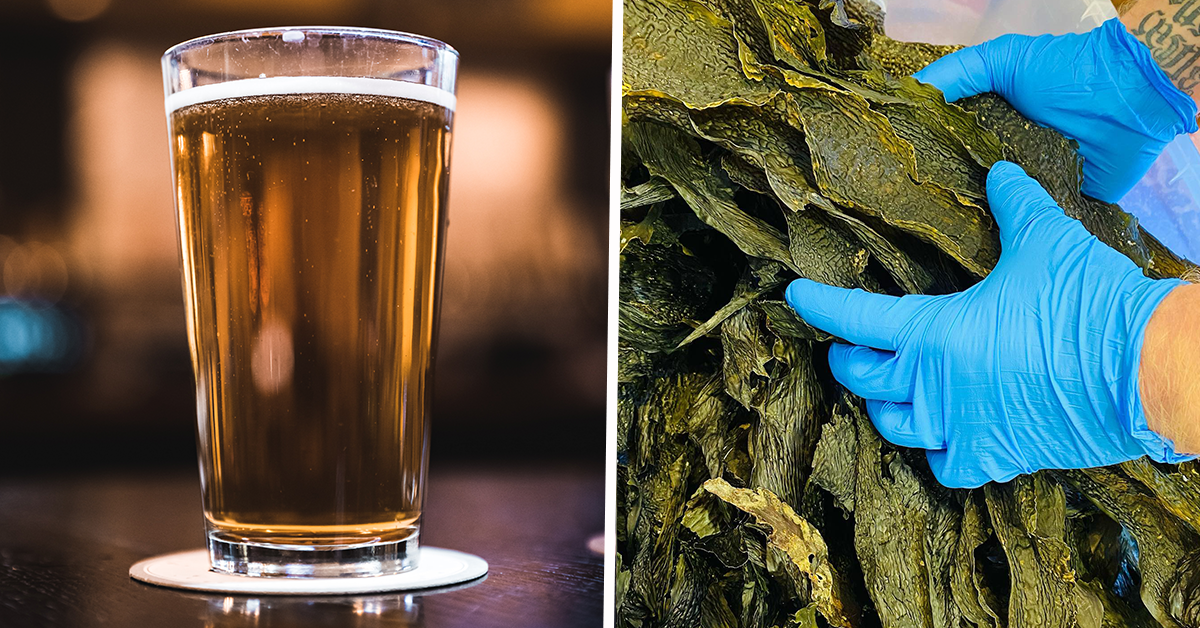 Seaweed Beer: Brass Castle Pale Ale - The Yorkshireman