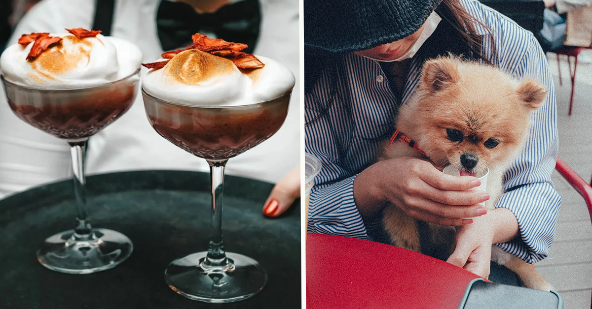 Impossible York Doggie Brunch - The Yorkshireman