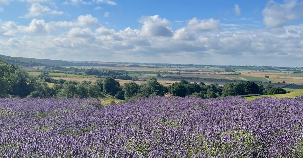 Yorkshire Lavender Fields In Howardian Hills, North Yorkshire