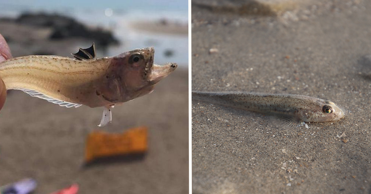 Weever Fish East Yorkshire - The Yorkshireman