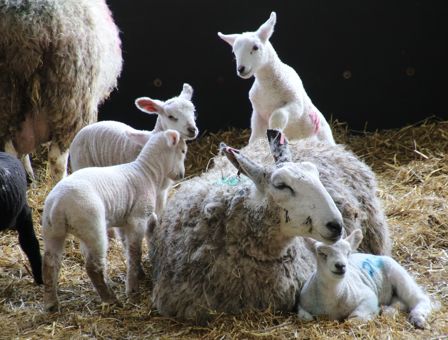 8 Family-Friendly Farms With Animals That You Can Visit In Yorkshire