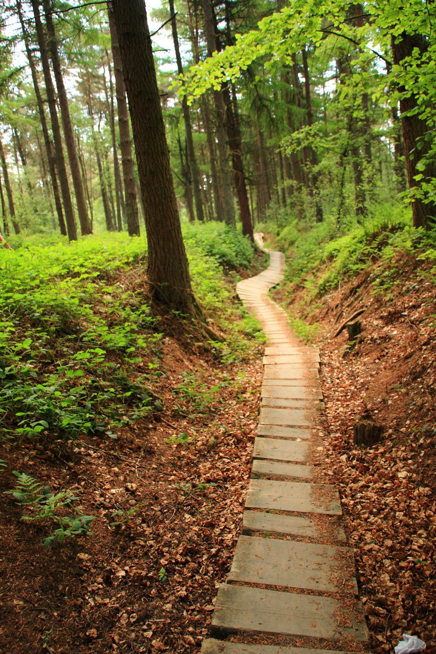 Dalby Forest: The Yorkshire Forest Packed With Activities