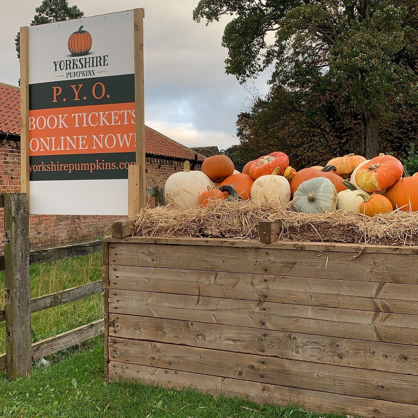 9 Of The Best Places For Pumpkin Picking In Yorkshire