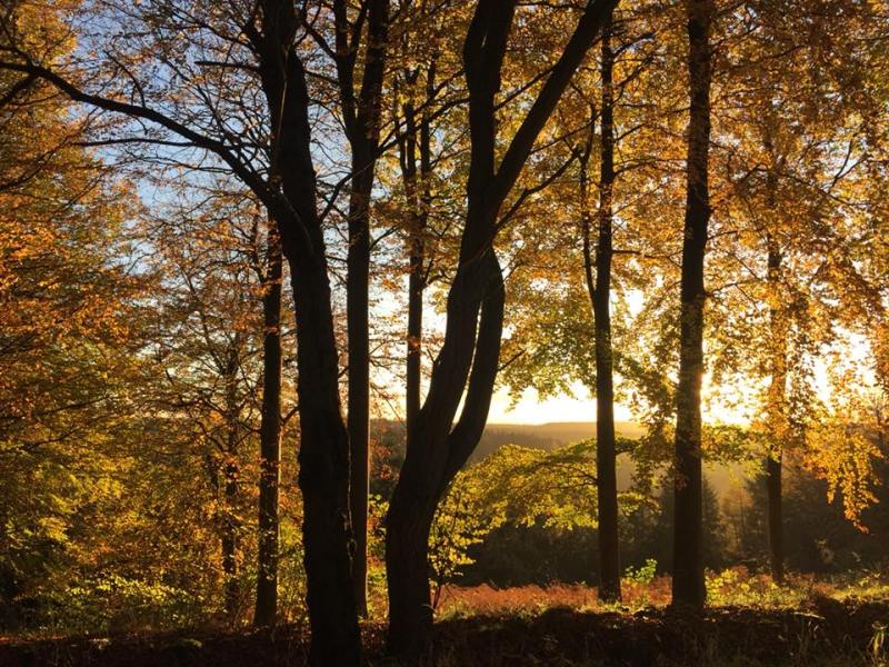 14 Autumn Walks In Yorkshire: Coloured Forests, Lakes & Gardens