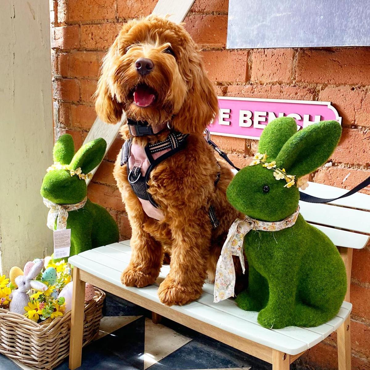 Cockapoo Cafe Leeds Featured On Dragon's Den Coming To Leeds