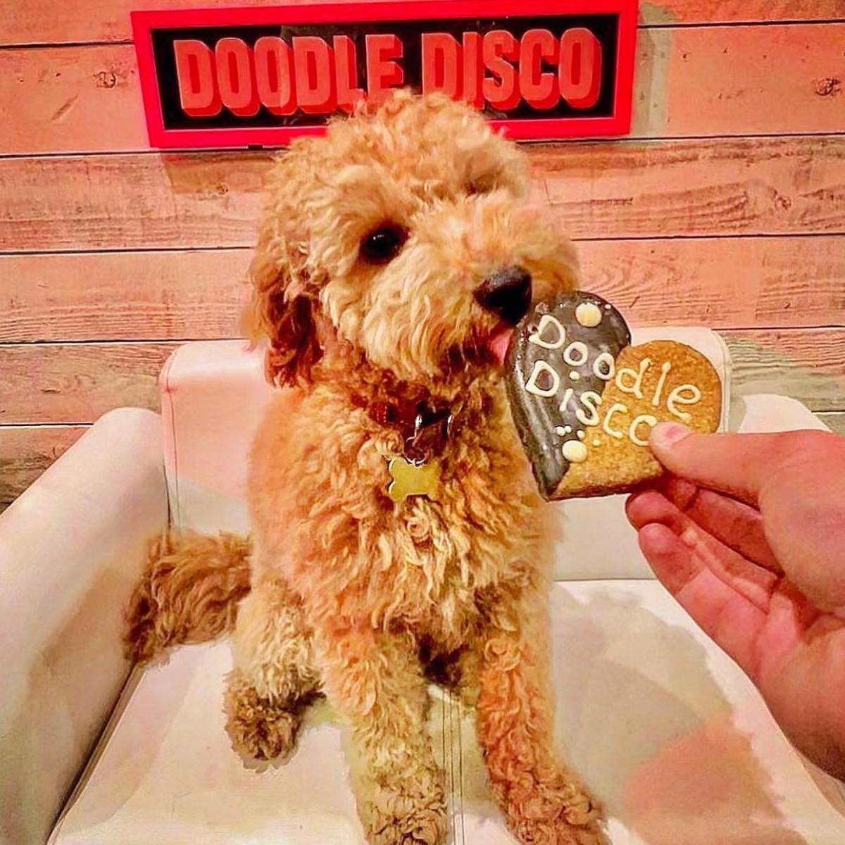 Cockapoo Cafe Leeds Featured On Dragon's Den Coming To Leeds