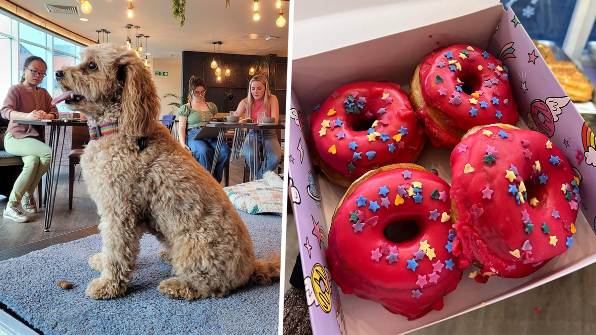 This Yorkshire Bakery Is Hosting Doggy Life Drawing Classes With Free ...