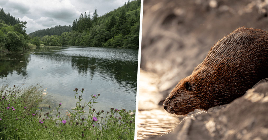 Beaver Siblings Cause Havoc In Yorkshire Forest On Channel 5 Show ...