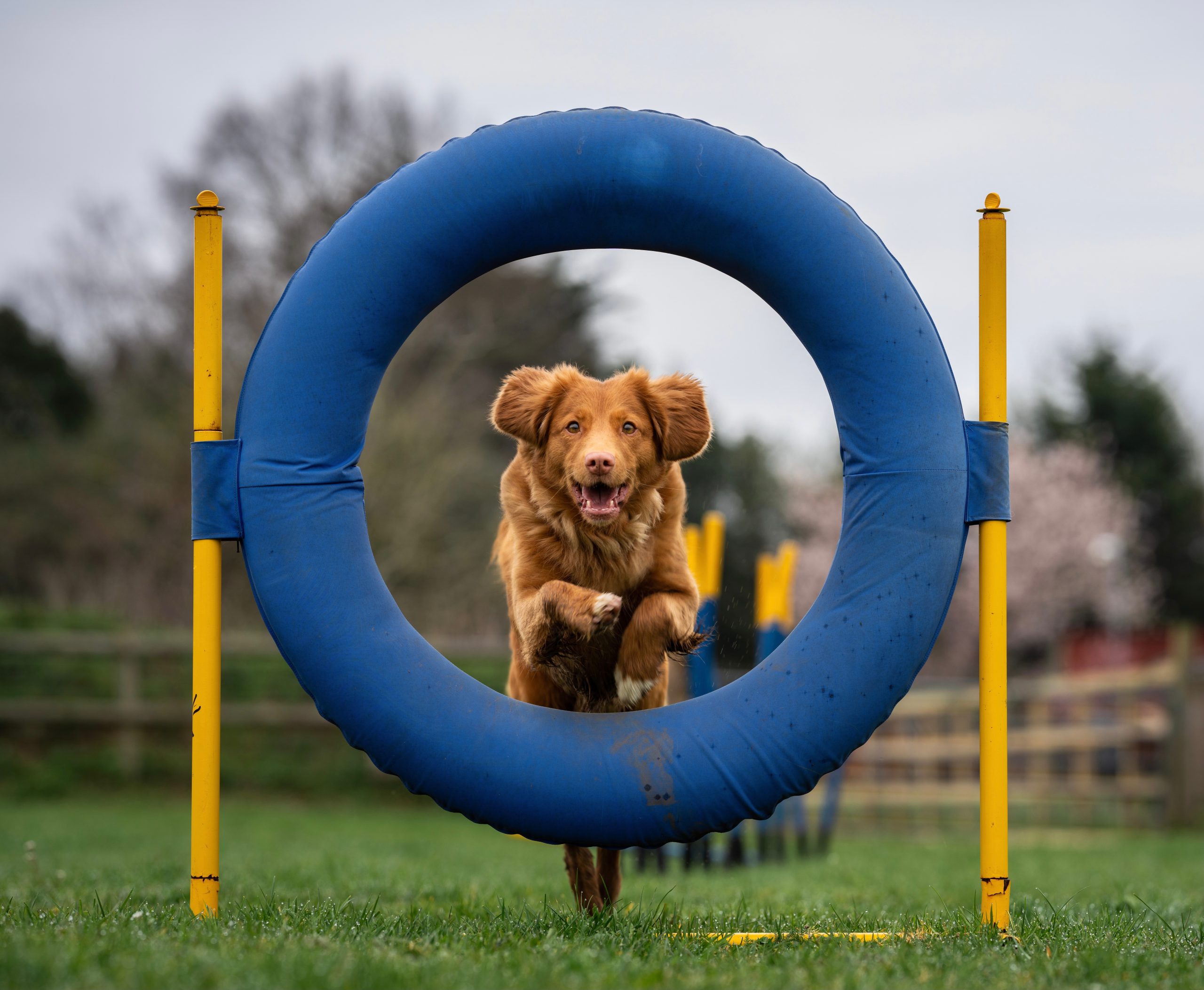 East Yorkshire Dog Festival: Canine Carnival - The Yorkshireman