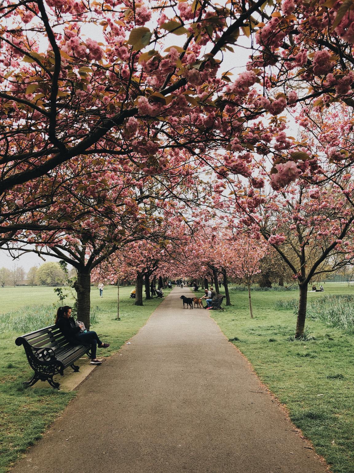 The Stray Harrogate: The Perfect Stroll In Cherry Blossom Season