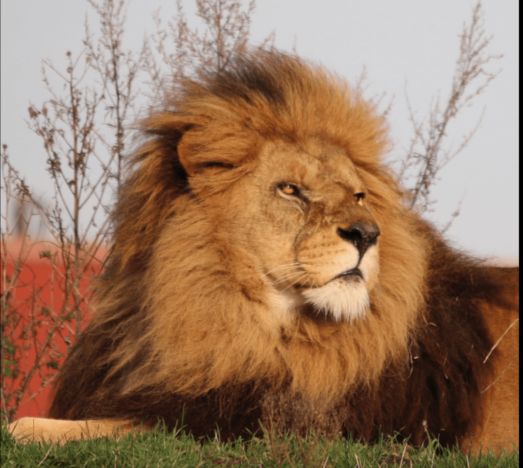 Yorkshire Wildlife Park Says Goodbye To Beloved Lion Ares After ...