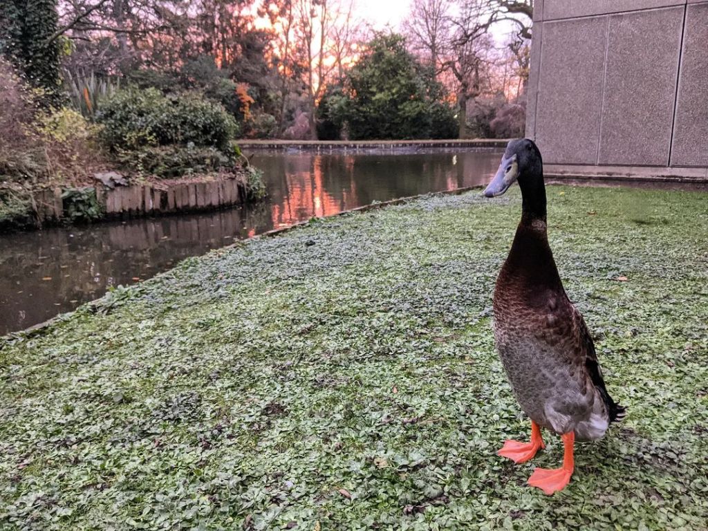 Famous York University Duck 'Long Boi' Is Missing - The Yorkshireman