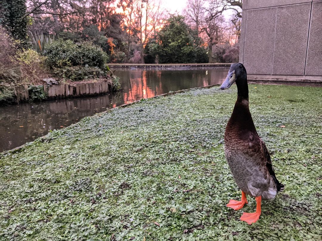 Famous York University Duck 'Long Boi' Is Missing - The Yorkshireman