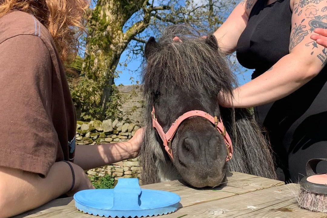 Our Yorkshire Farm's Raven Reunites With Tony The Pony Much To Fans ...