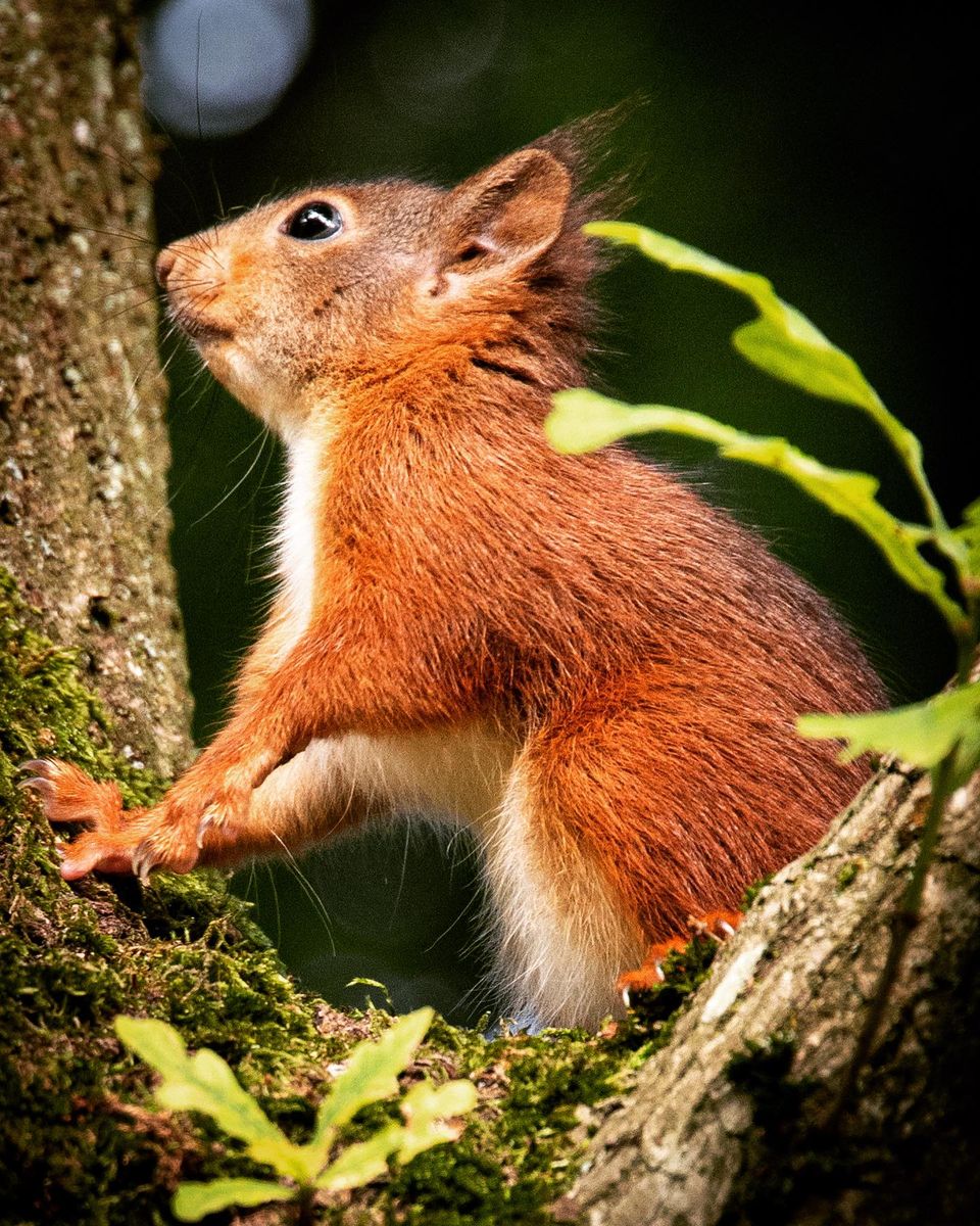 Four Baby Red Squirrels Born At Yorkshire Arboretum - The Yorkshireman