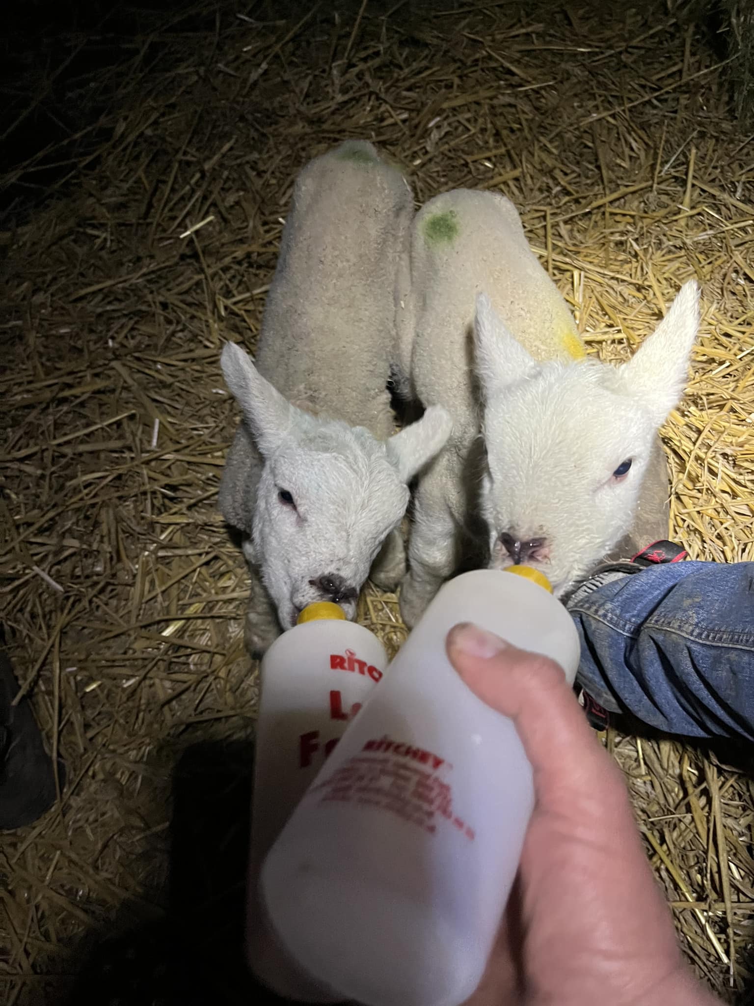You Can Experience Real Work On The Farm At This Yorkshire Dales Farm ...