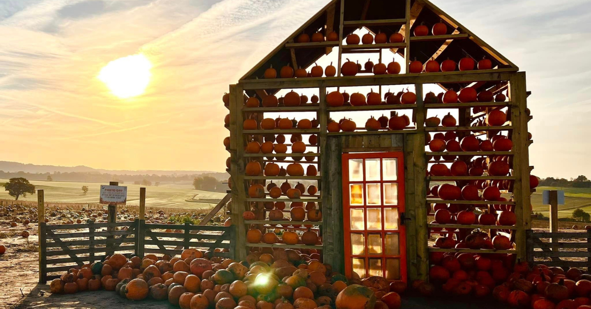 This Yorkshire PYO Pumpkin Spot Has Been Named In Most Popular In UK ...