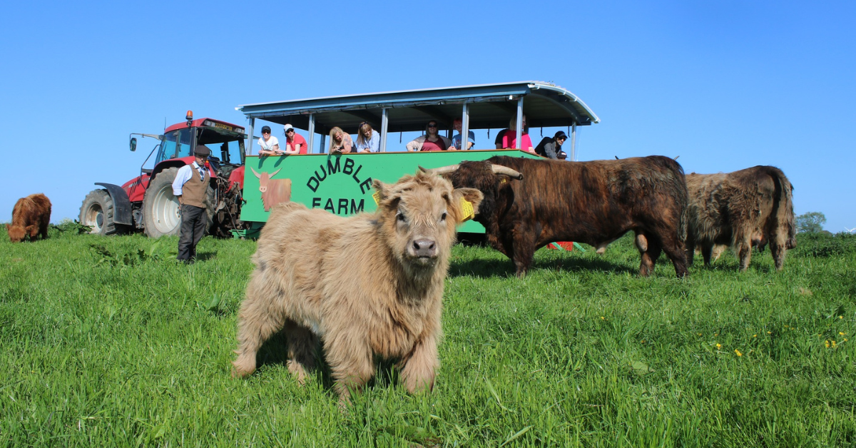 This Yorkshire Farm Is Offering A Cosy Cow Cuddling Experience - The ...