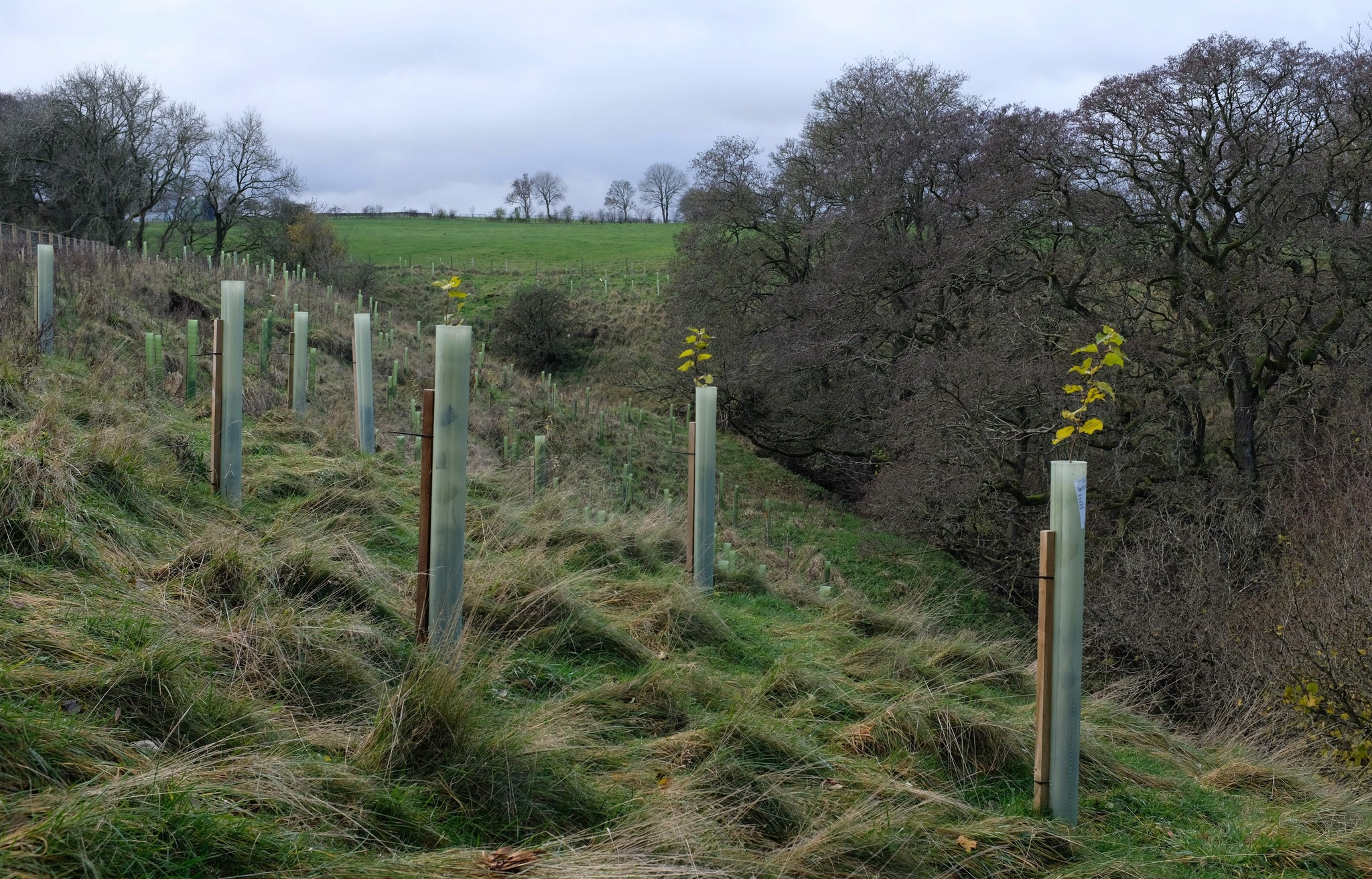 Yorkshire Dales Tree Planting Scheme With Aim For 100,000’s Of Trees To ...